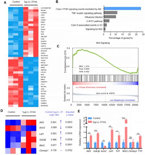 Ll 37 Is Required For The Activation Of Wnt β Catenin Signaling A Download Scientific