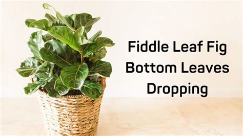 Fiddle Leaf Fig Bottom Leaves Dropping Why And How To Fix