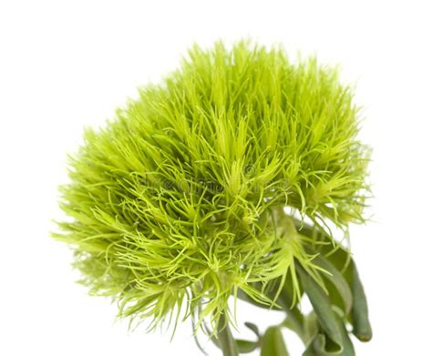 Green Carnation Flower Stock Image Image Of Isolated 79236939