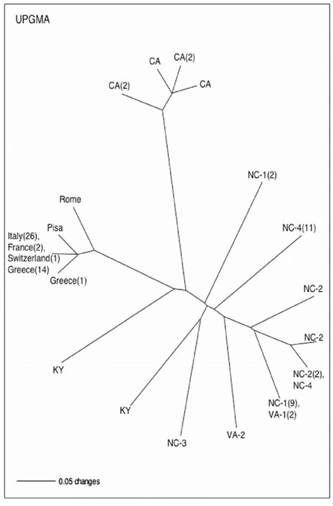 dendrogram of the unweighted pairgroup method with arithmetic means