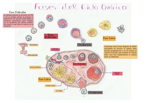 Fases Del Ciclo Ovárico Pdf