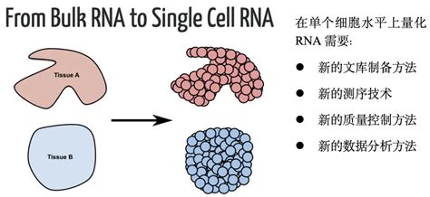 一文读懂scrna Seq数据分析（建议收藏） Csdn博客