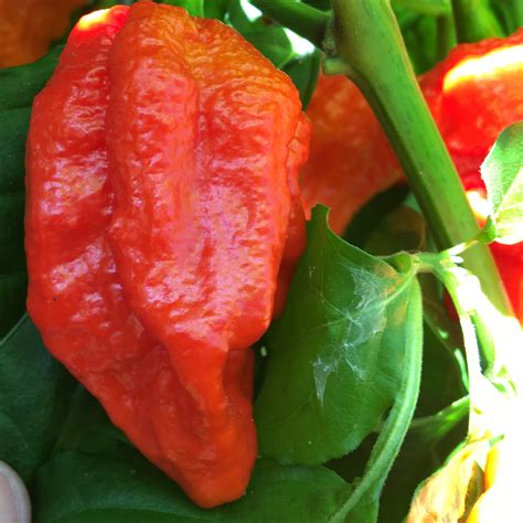 Red Bhutlah Pepper Seeds Tyler Farms