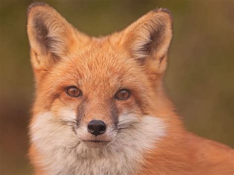 배경 화면 여우 얼굴 눈 귀 코 입 1920x1200 그림 이미지