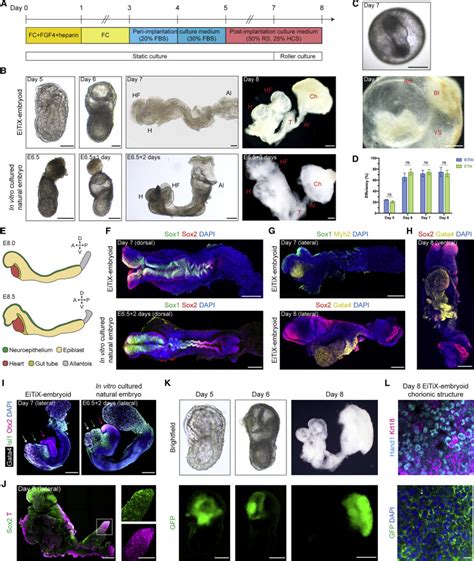 Mouse Embryo Model Derived Exclusively From Embryonic Stem Cells
