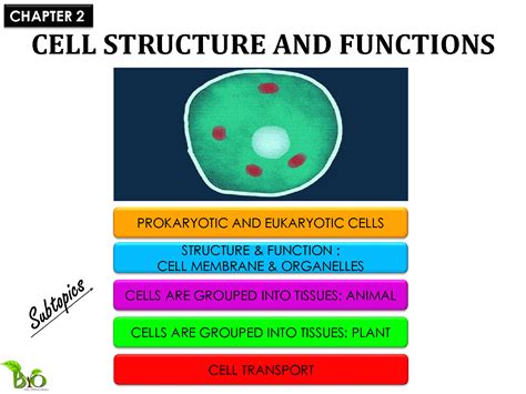 Solution Chapter 2 Cell Structures And Functions Studypool