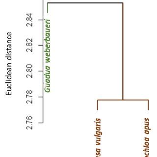 Dendrogram Of Cluster Analysis Euclidean Distance Showing The
