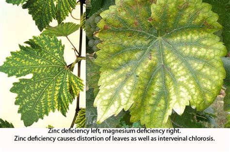 Zinc Deficiency In Plants
