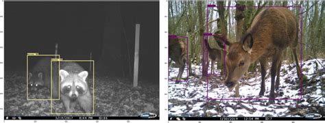 Detection And Classification Of Wildlife Species Using Download