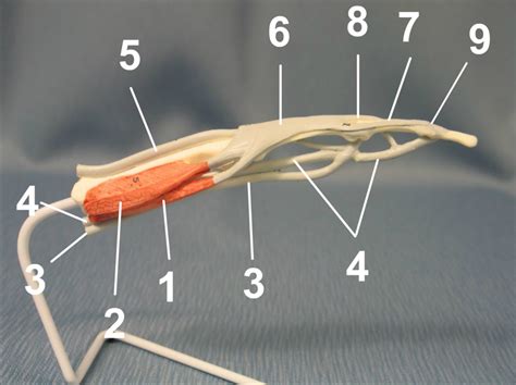 Finger Model Lateral View Diagram Quizlet