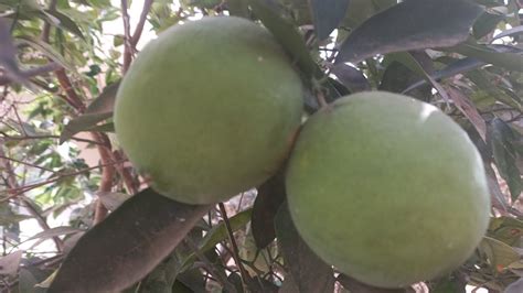 ثمار برتقال علي شجره Youtube