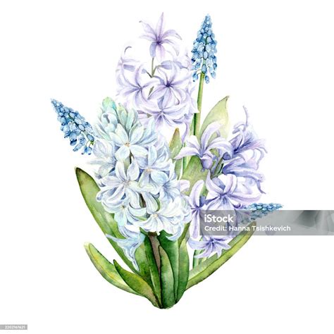 봄 꽃의 꽃다발 파란색 분홍색 및 라일락 색조의 다양한 히아신스는 파란색 배경에 수채화로 손으로 그려집니다 식물 일러스트레이션은 엽서 포장 및 직물에 적합합니다 공휴일에