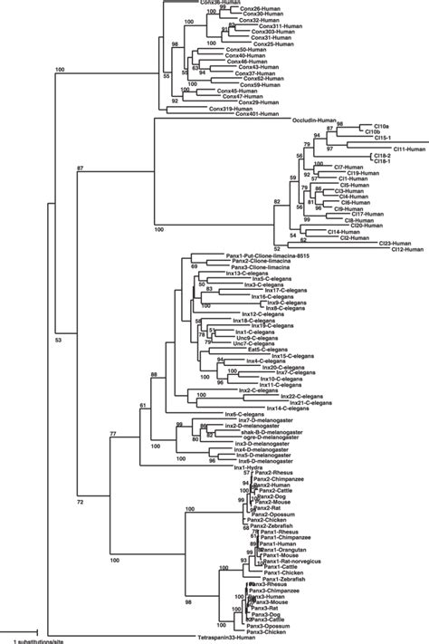 The Phylogenetic Tree Of Tetraspanins Using Phyml The Phylogenetic