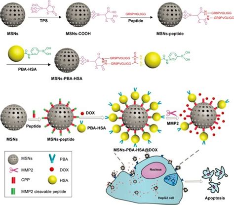 Full Article Mesoporous Silica Nanoparticles For Stimuli Responsive
