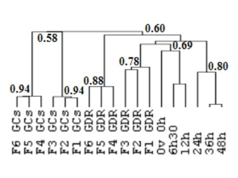 unsupervised hierarchical clustering of candidate genes during