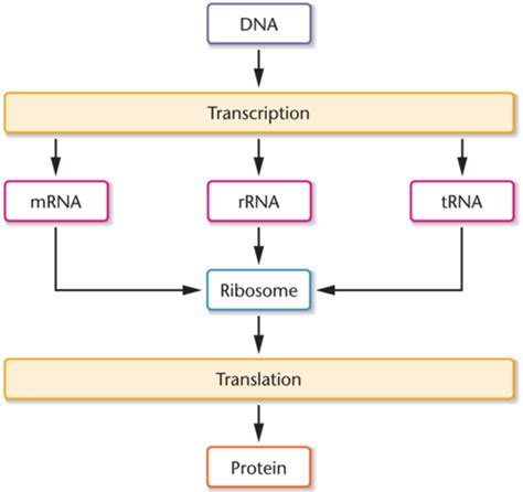 Chapter 10 Dna Structure And Analysis Flashcards Quizlet