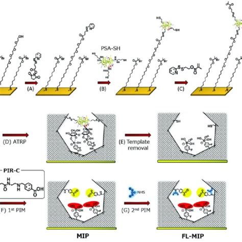 Synthesis Procedure Of Molecularly Imprinted Polymer Mip Thin Layer Download Scientific