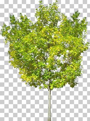 Tree Computer Software PNG Clipart Branch Bushes Computer Software Depositfiles Document