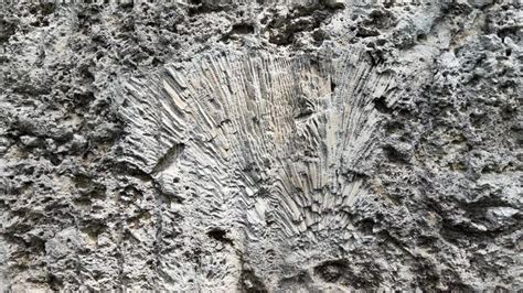 A Brain Coral Fossil At Windley Key Fossil Reef Geological State Park Stock Video Video Of