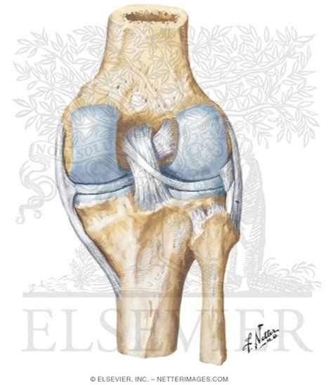 Right Knee In Extension Posterior View