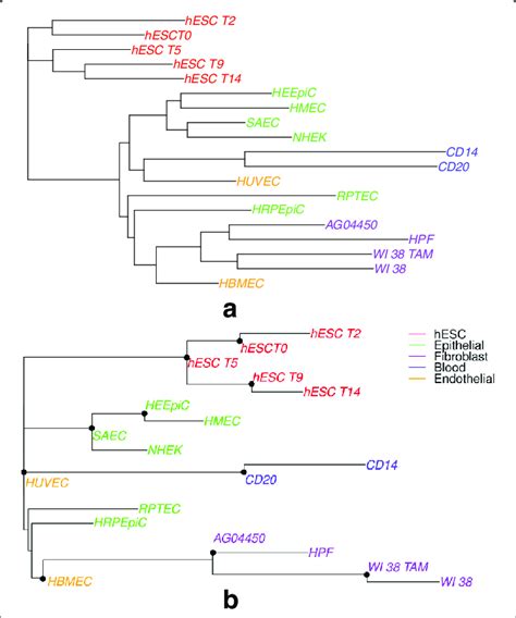 cell type trees obtained on h3k4me3 data on a set of 19 cell types a