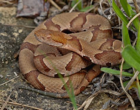 Eastern Copperhead Reptiles Of Appalachia · Inaturalist