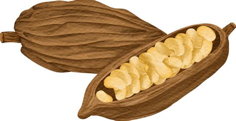 Cocoa Bean Clip Art 23411502 Png Cocoa Bean Clip Art 23411502 Png