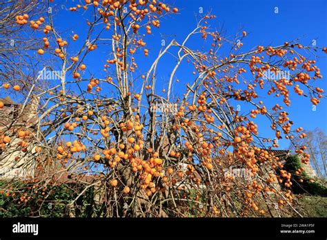 This Tree Is A Persimmon Tree Whose Fruit Is Persimmon Ripe Persimmons On A Persimmon Tree In