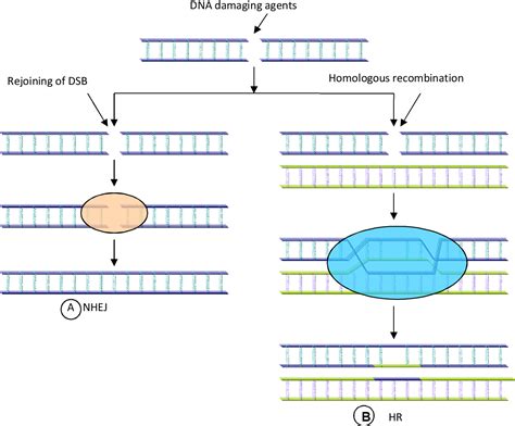 Biology Definition Of Thymine Dimers At Isabelle Bloch Blog