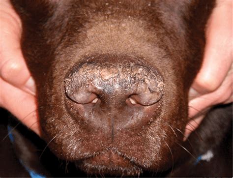 Know Your Dogs Nose Health Pet Care Tips The Village Vet