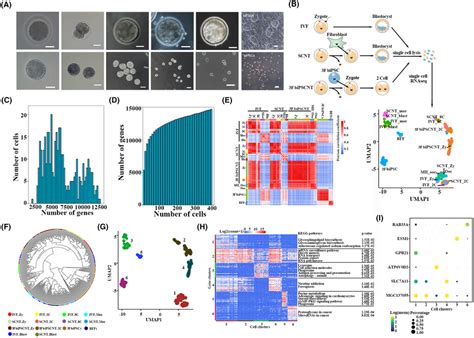 Single‐cell Transcriptomic Profiling Of Three Types Of Bovine Early Download Scientific Diagram