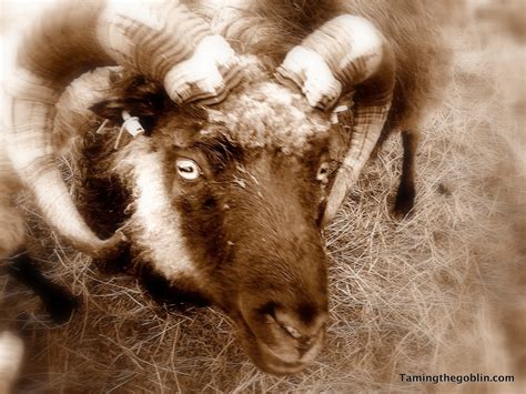 Taming The Goblin Nature Nursery And Sex Education