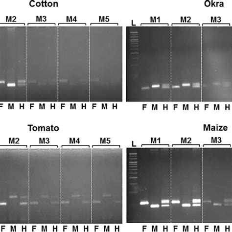 pcr and electrophoretic analyses of the isolated dna from the leaf