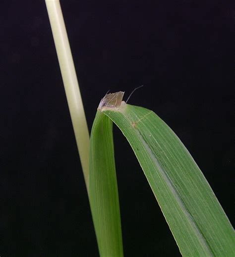 Smooth Crabgrass Weed Identification Guide For Ontario Crops Ontarioca