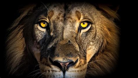Dangerous Lion Stock Photos, Images and Backgrounds for Free Download