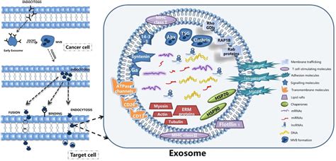 The Structure And Secretion Mode Of Exosomes Download Scientific Diagram