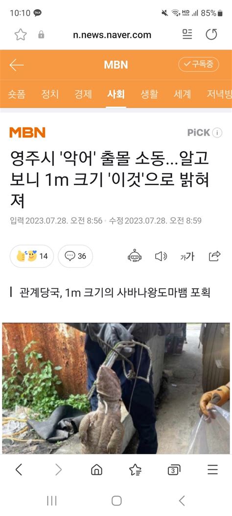 영주시 악어 출몰 소동 알고보니 1m 크기 이것으로 밝혀져 유머 움짤 이슈 에펨코리아
