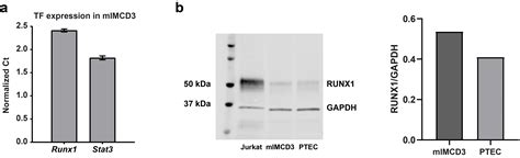Characterisation Of Transcription Factor Profiles In Polycystic Kidney Disease PKD