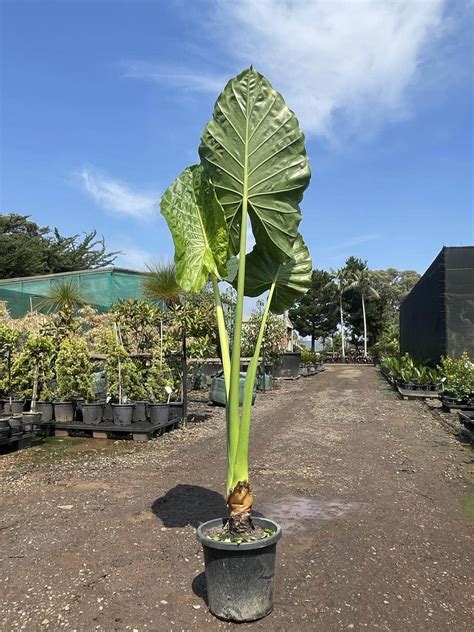 Elephant Ears Perennial