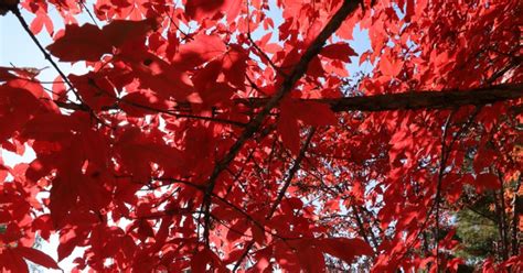 빨갛게 물든 가을 산책길