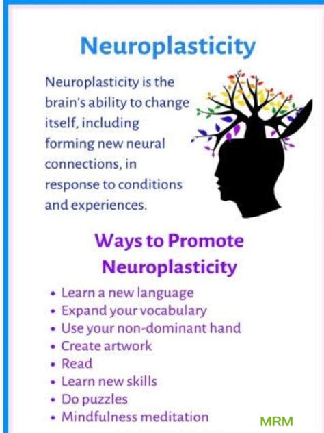 Neuroplasticity Pdf