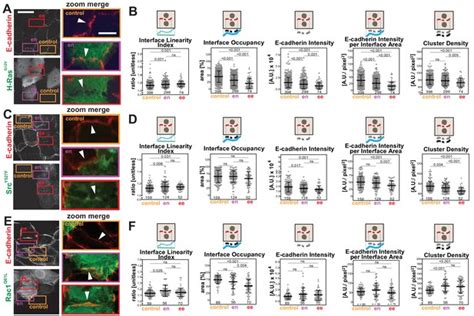 Figures And Data In Junction Mapper Is A Novel Computer Vision Tool To Decipher Cell Cell