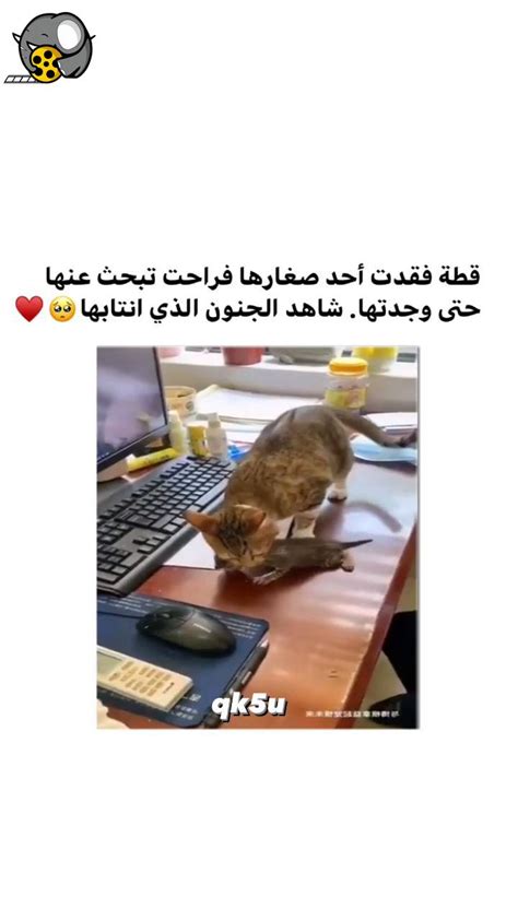 گربه بچه هاشو گم کرد ببینید چطور وقتی انها راپیداکرد دیوانه شد فیلو