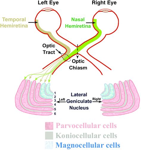 Left Temporal Visual Field