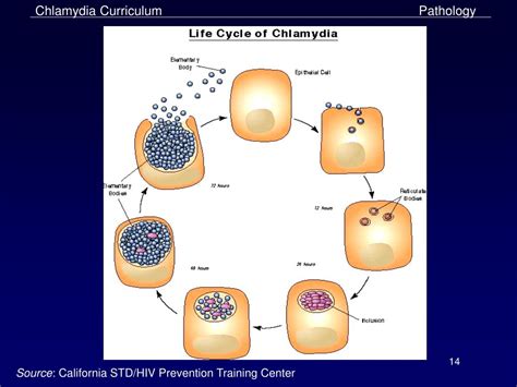 Chlamydia Trachomatis Life Cycle