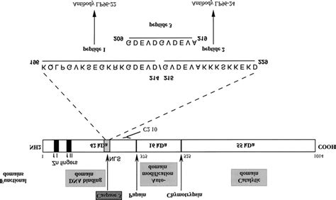 Schematic Representation Of The Different Functional Domains Of The Download Scientific Diagram