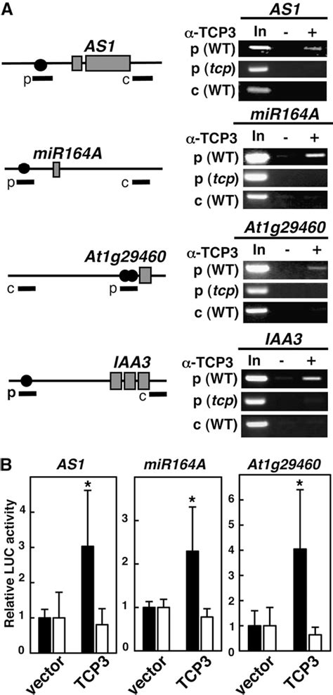 Figure 1 From Tcp Transcription Factors Regulate The Activities Of