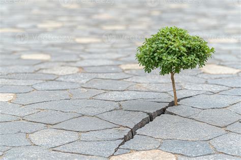 Growth Mindset Adaptability Concept A Small Tree Grows Through A Crack