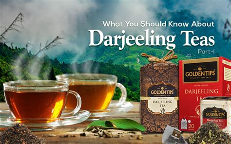 What You Should Know About Darjeeling Teas Golden Tips Tea India
