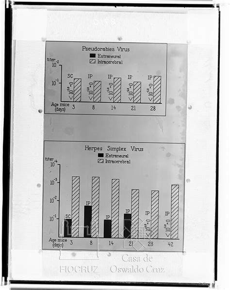 Pseudorabies Virus And Herpes Simplex Virus Base Arch